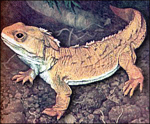 Tuatara Classification